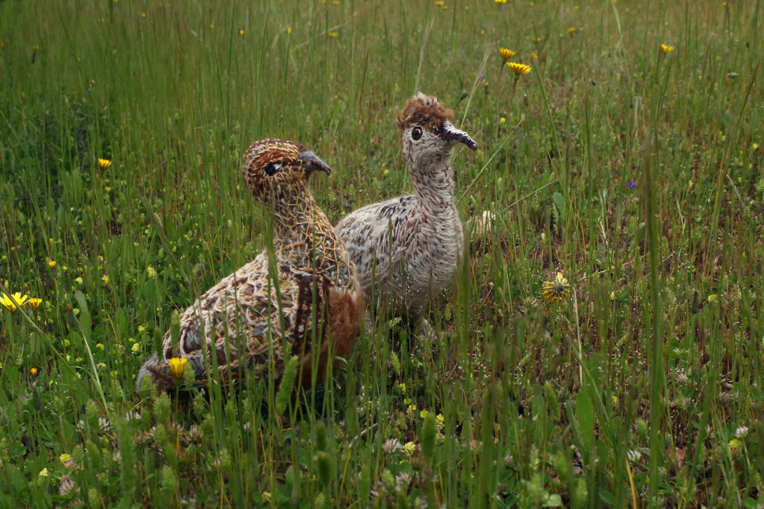 Perdiz - Museo Taller