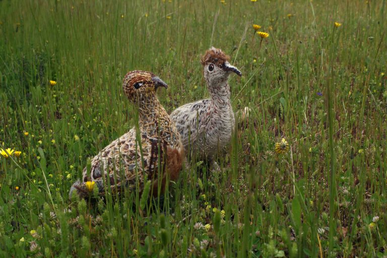 Perdiz - Museo Taller