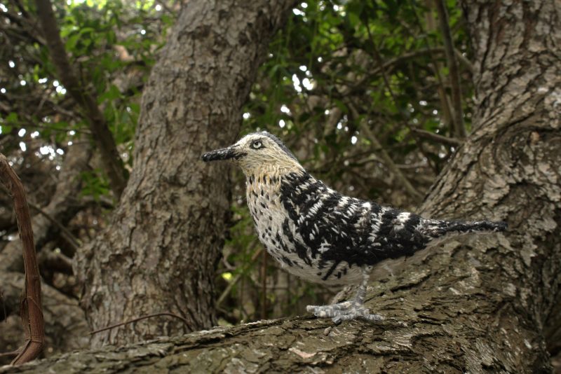 Pitío - Museo Taller